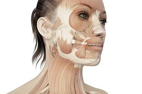 Facial Skin vs. Body Skin – What’s the Difference? – AngelLift